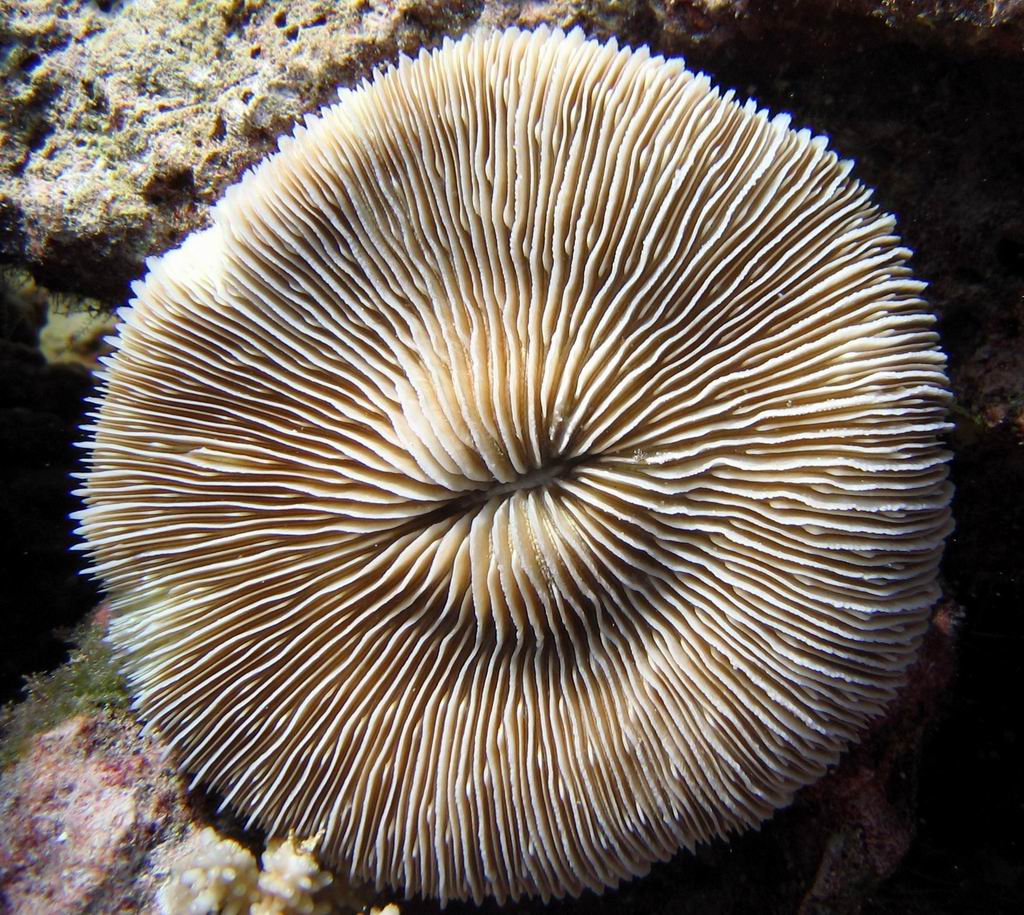 Suwarrow - Anchorage Island, Suwarrow Atoll - RaroImage Photo Gallery