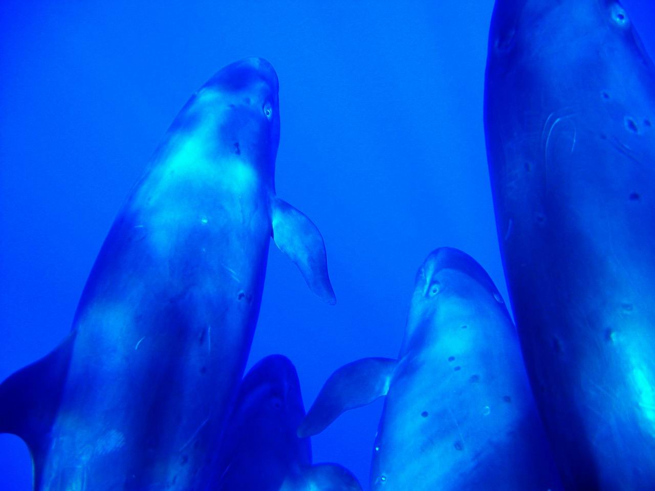 Suwarrow - Anchorage Island, Suwarrow Atoll - RaroImage Photo Gallery