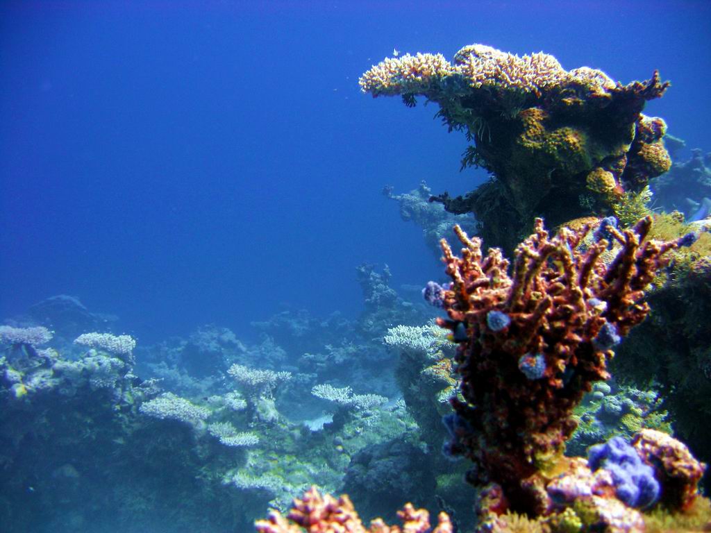 Suwarrow - Anchorage Island, Suwarrow Atoll - RaroImage Photo Gallery