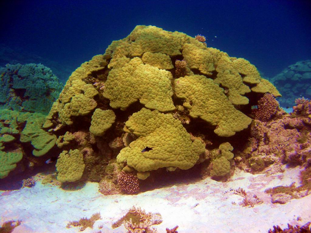 Suwarrow - Anchorage Island, Suwarrow Atoll - RaroImage Photo Gallery